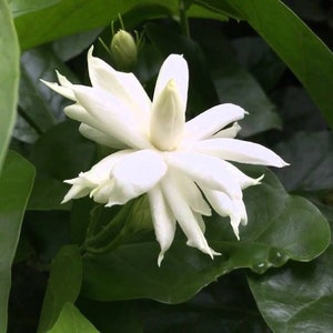 Mogra Plant Etsy UK