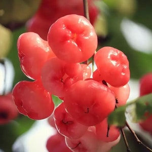 Rose Water Apple Live Sapling | Champa Fruit | Jambakka Fruit | Jamba ...