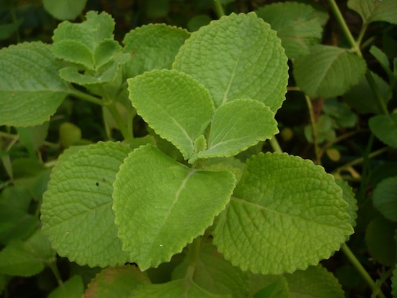 Mexican Mint Plant