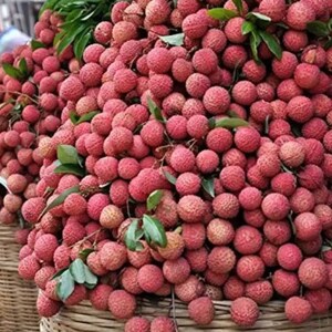 Organic Emperor Lychee Live Plant | Litchi Chinensis 1 Live Plant ...