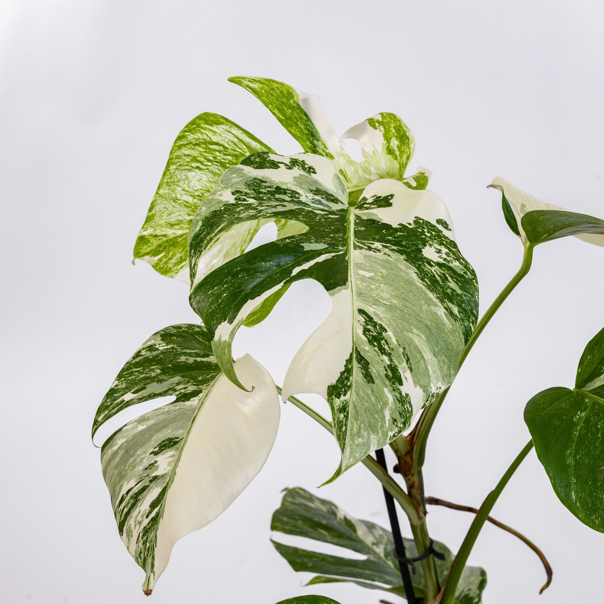 Monstera Albo Variegata Plant Cuttings - Etsy UK