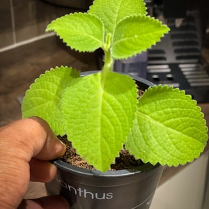 Mexican Mint, Cuban Oregano, Indian Borage, Spanish Thyme, Vicks Plant ...