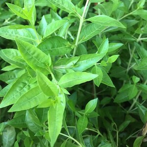 Henna Plant | Maruthani | Mehendi, Mehdi, Mendi, Mailanji | Egyptian ...