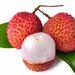 Organic Emperor Lychee Live Plant | Litchi Chinensis 1 Live Plant ...