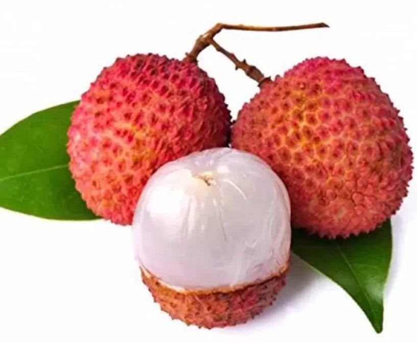 Organic Emperor Lychee Live Plant Litchi Chinensis 1 Live Plant Hybrid ...