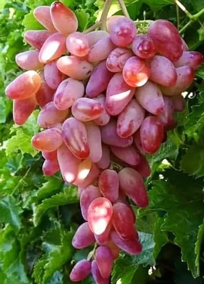 RARE Seedless Grape Live Plant Premium/luxury Grape Plant - Etsy UK