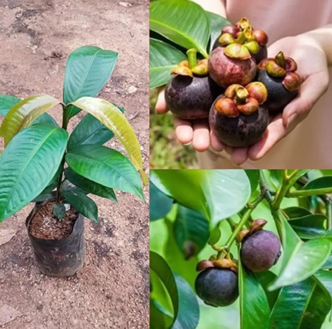Mangostin Fruit Tree