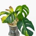 Monstera Aurea - Rare Monstera Delicosia | Rare House Plants | UK ...