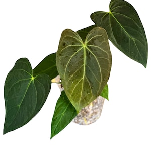 Anthurium Ace of Spades (AOS) X Blue Papillilaminum | Rare Anthurium ...