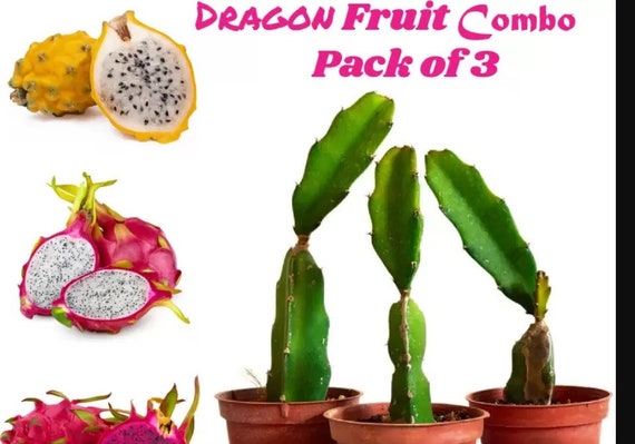 Drachenfruchtbaum Drachenfrucht Gelb "Draga“