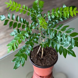 Ceylon Curry Leaf Plant - Gamthi Variety - Rare Variety, Murraya ...