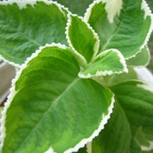 Mexican Mint, Cuban Oregano, Indian Borage, Spanish Thyme, Vicks Plant ...