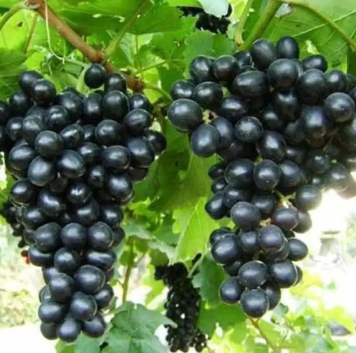 RARE Seedless Grape Live Plant Premium/luxury Grape Plant - Etsy UK