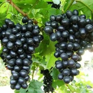 RARE Seedless Grape Live Plant, Premium/luxury Grape Plant | Cotton ...