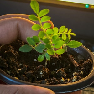 Organic Curry Leaf Plant - Normal Variety (murraya Koenigii, Sweet Neem ...