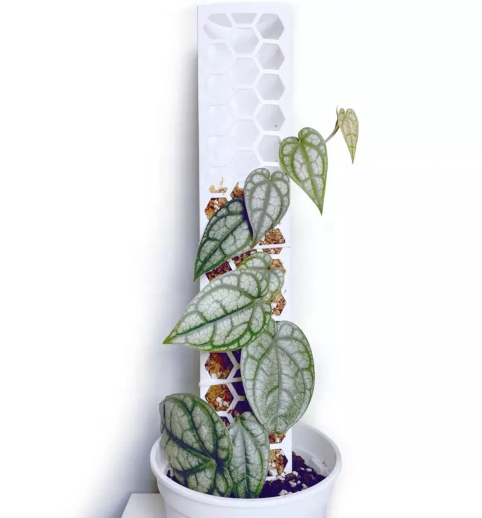 Honeycomb Moss Pole Fresh Sphagnum Moss Pole. Stackable - Etsy