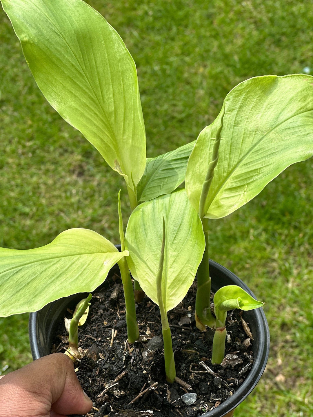 Mango Ginger / Manga Inji Rhizomes to Plant - Extremely Rare | UK ...