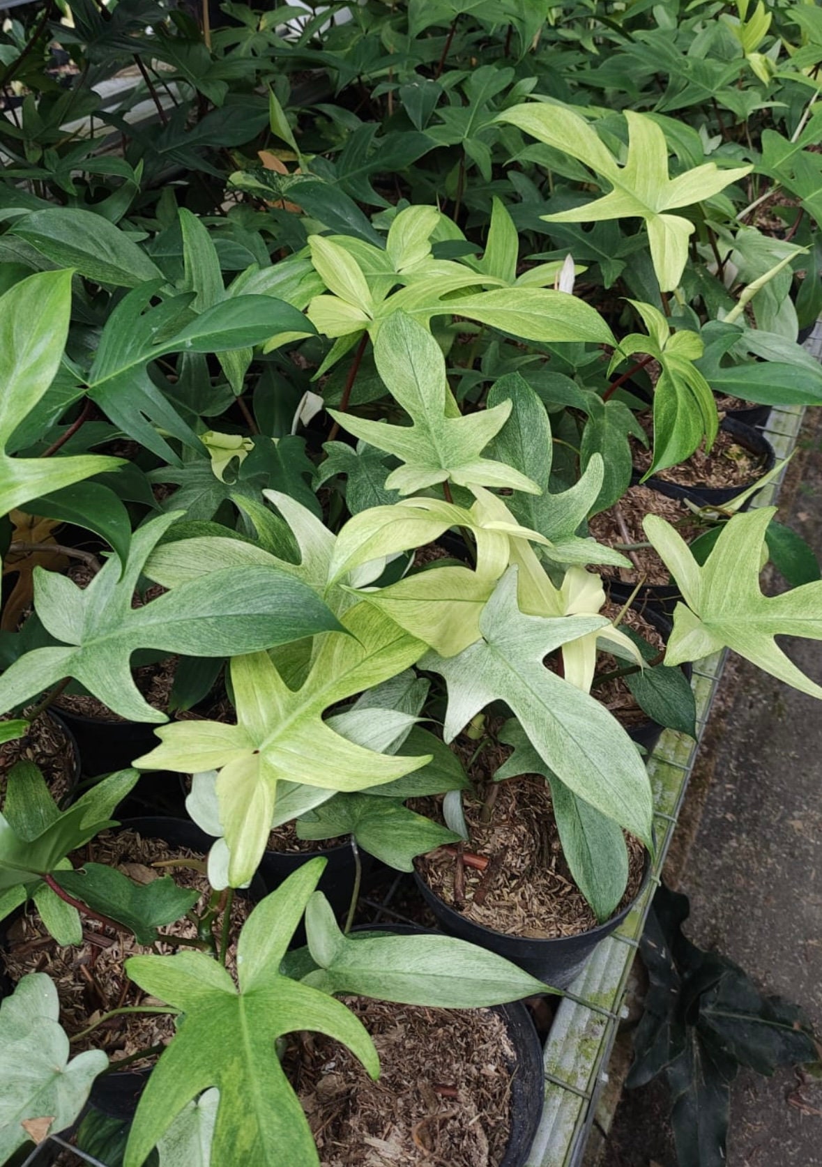 Philodendron Florida Ghost Mint A Rare Delight for Plant Enthusiasts ...