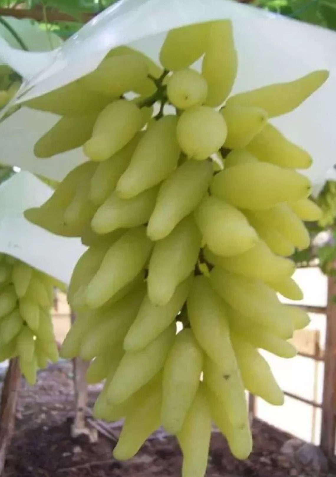 RARE Seedless Grape Live Plant Premium/luxury Grape Plant - Etsy UK