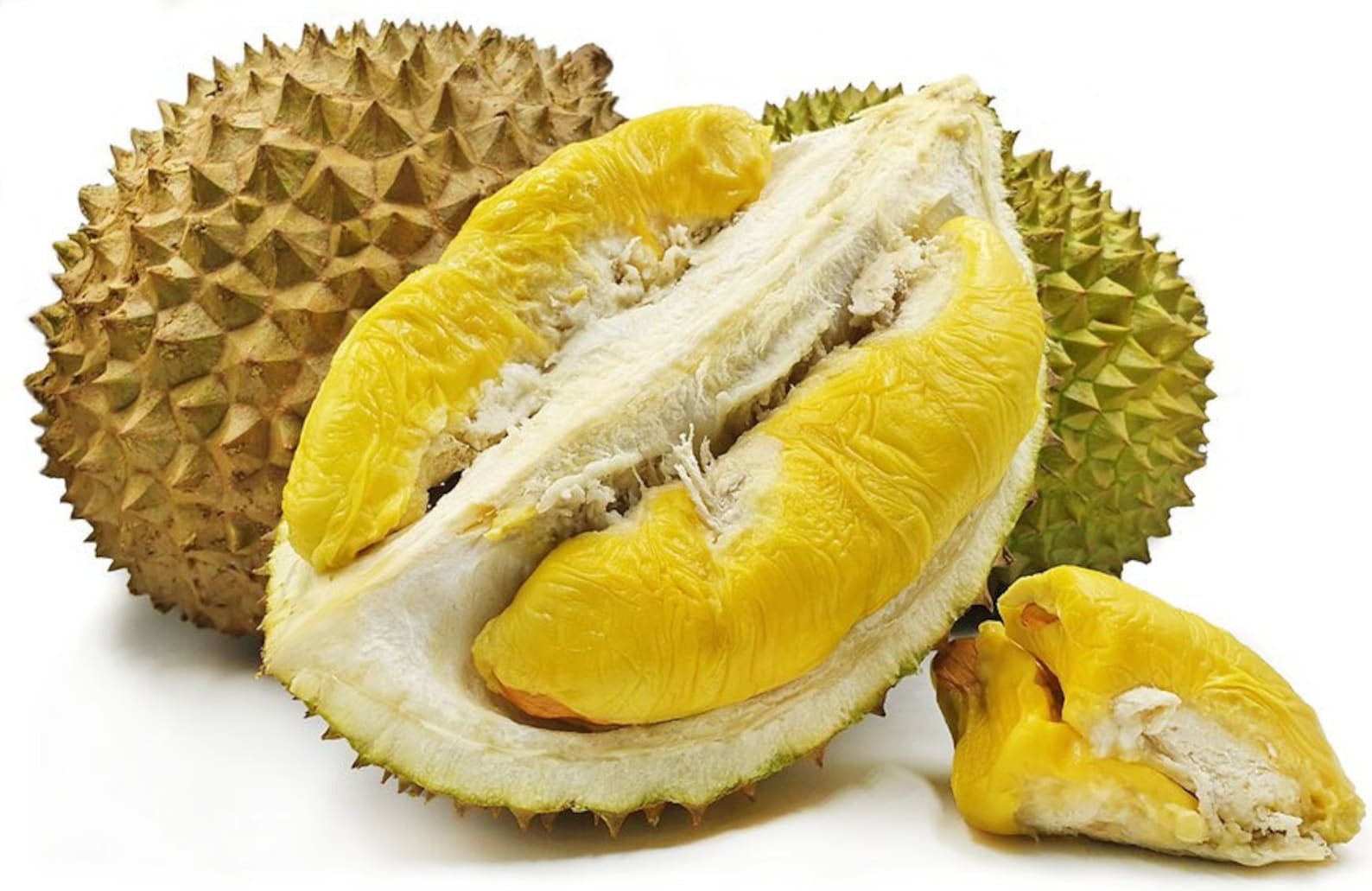 Musang King Durian Live Plant Tropical Tree Best Christmas - Etsy UK