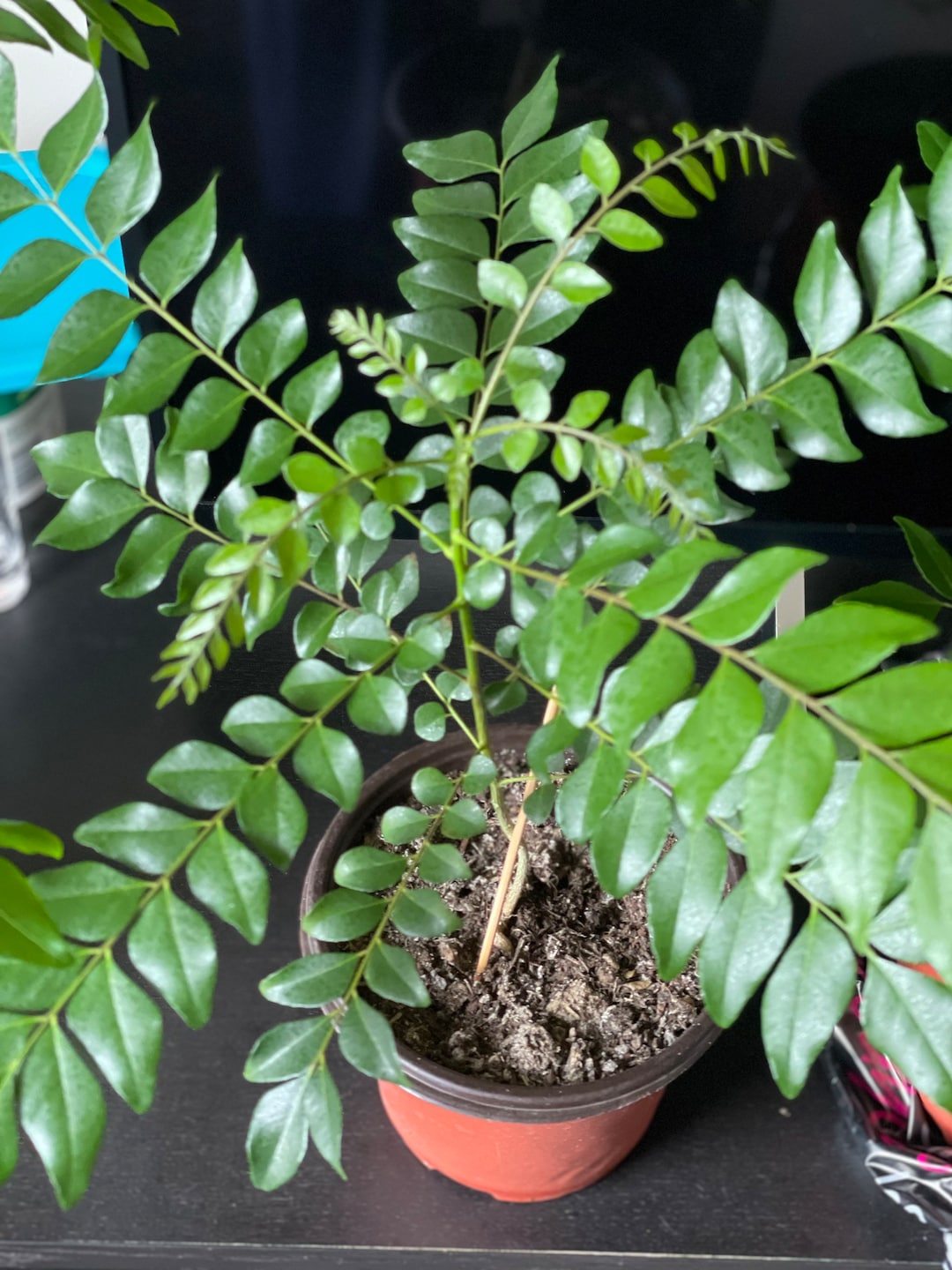 Organic Curry Leaf Plant - Gomati Dwarf Variety (murraya Koenigii ...