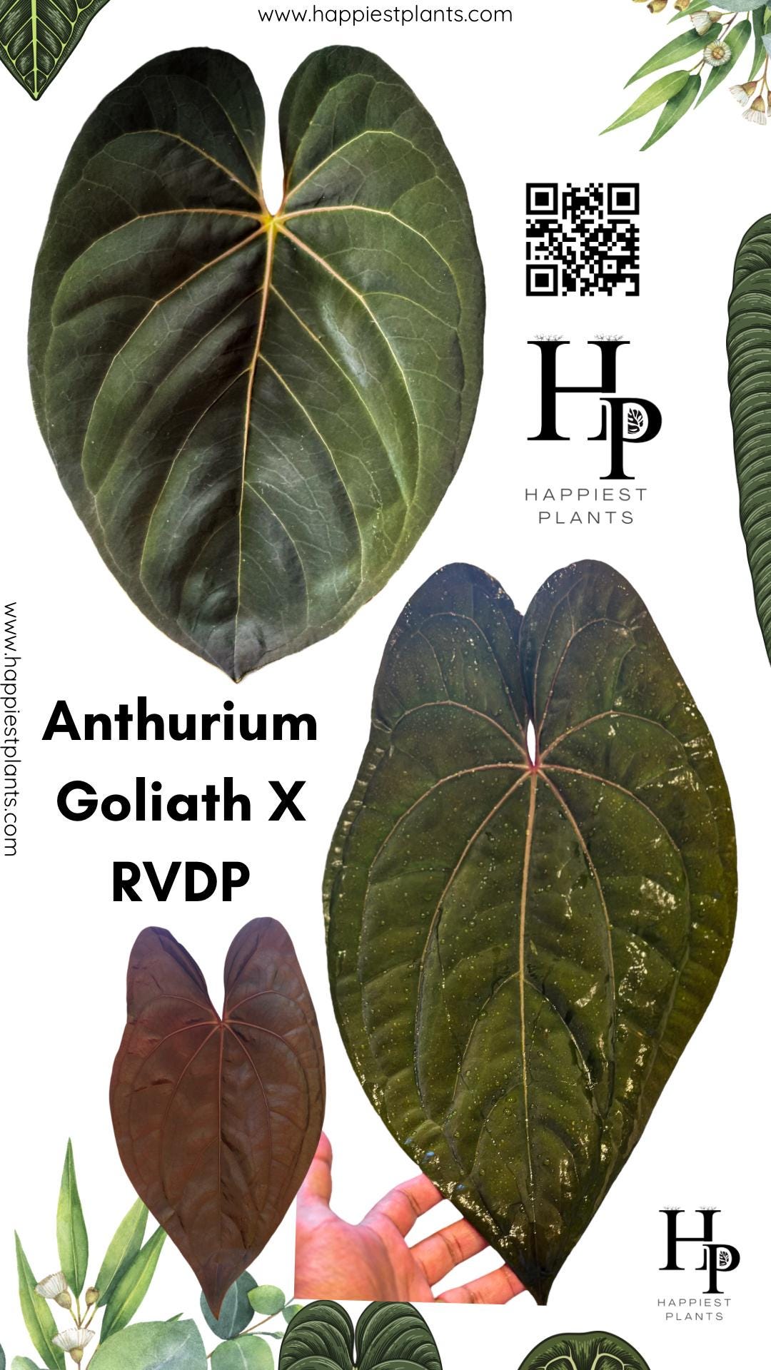 Anthurium Goliath x RVDP | Rote Ader Dark Phoenix | Red Dark Phoenix ...