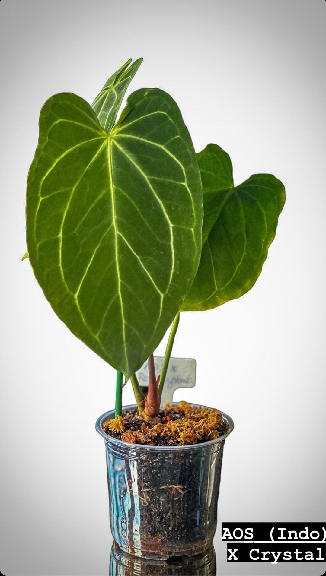 Anthurium Ace of Spades (AOS) X Crystallinum | Rare Anthurium | Luxury ...