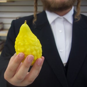 RARE Etrog Citron Fruit Live Tree Sapling | Etrog Jewish Sukkot | UK ...