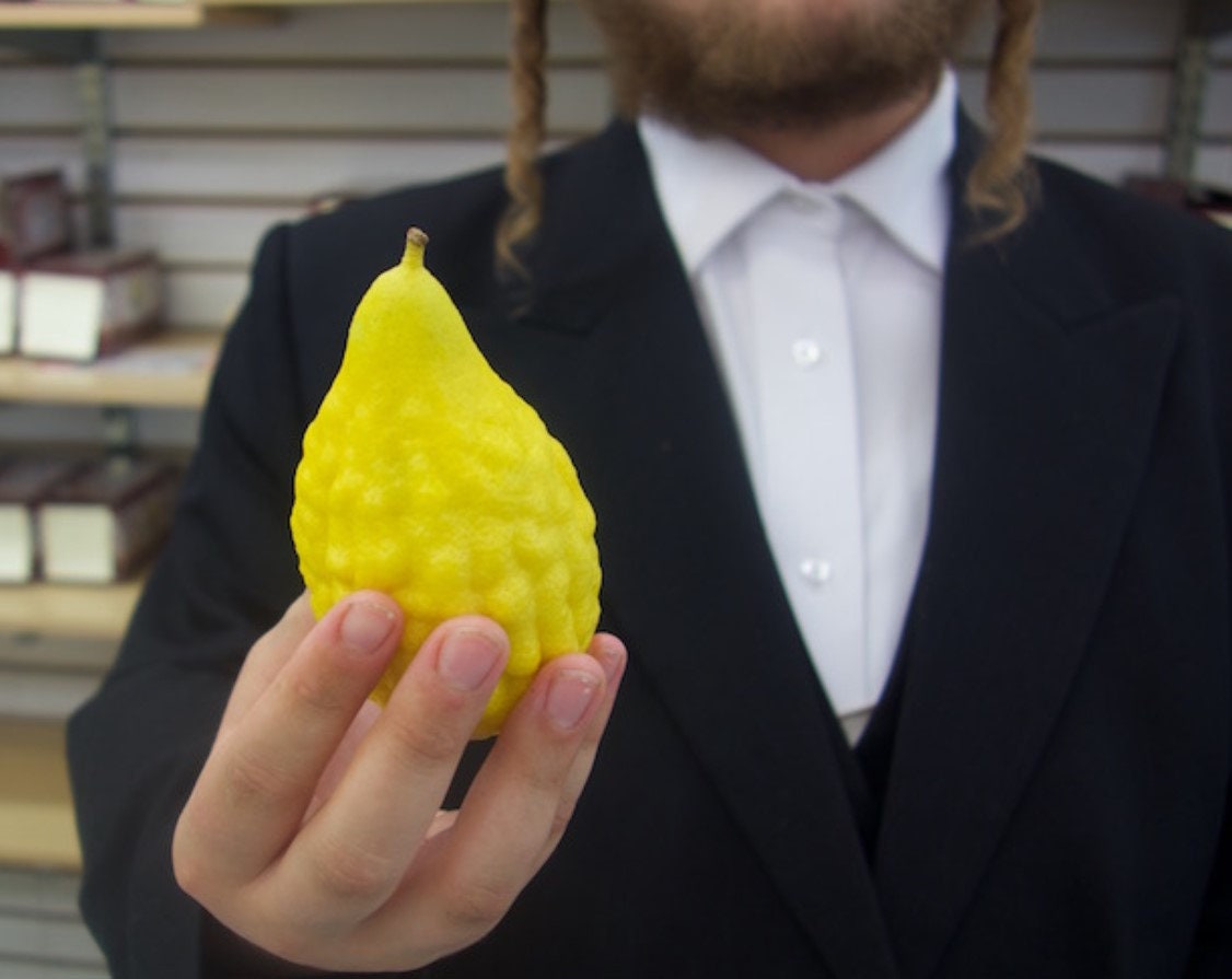 RARE Etrog Citron Fruit Live Tree Sapling | Etrog Jewish Sukkot | UK ...