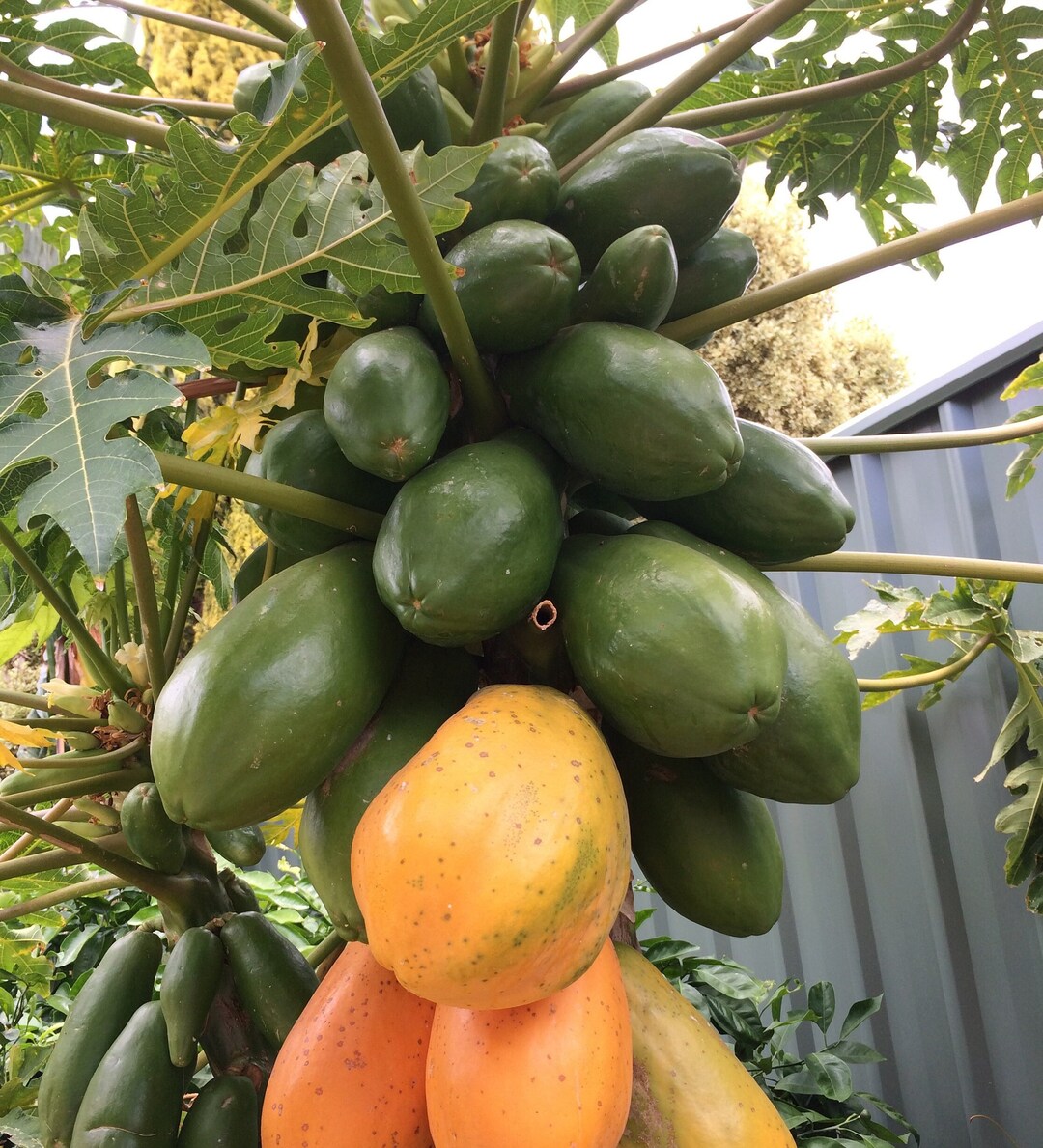 Rare Dwarf Thai Red Papaya Live Plant | UK Seller | Various Sizes ...