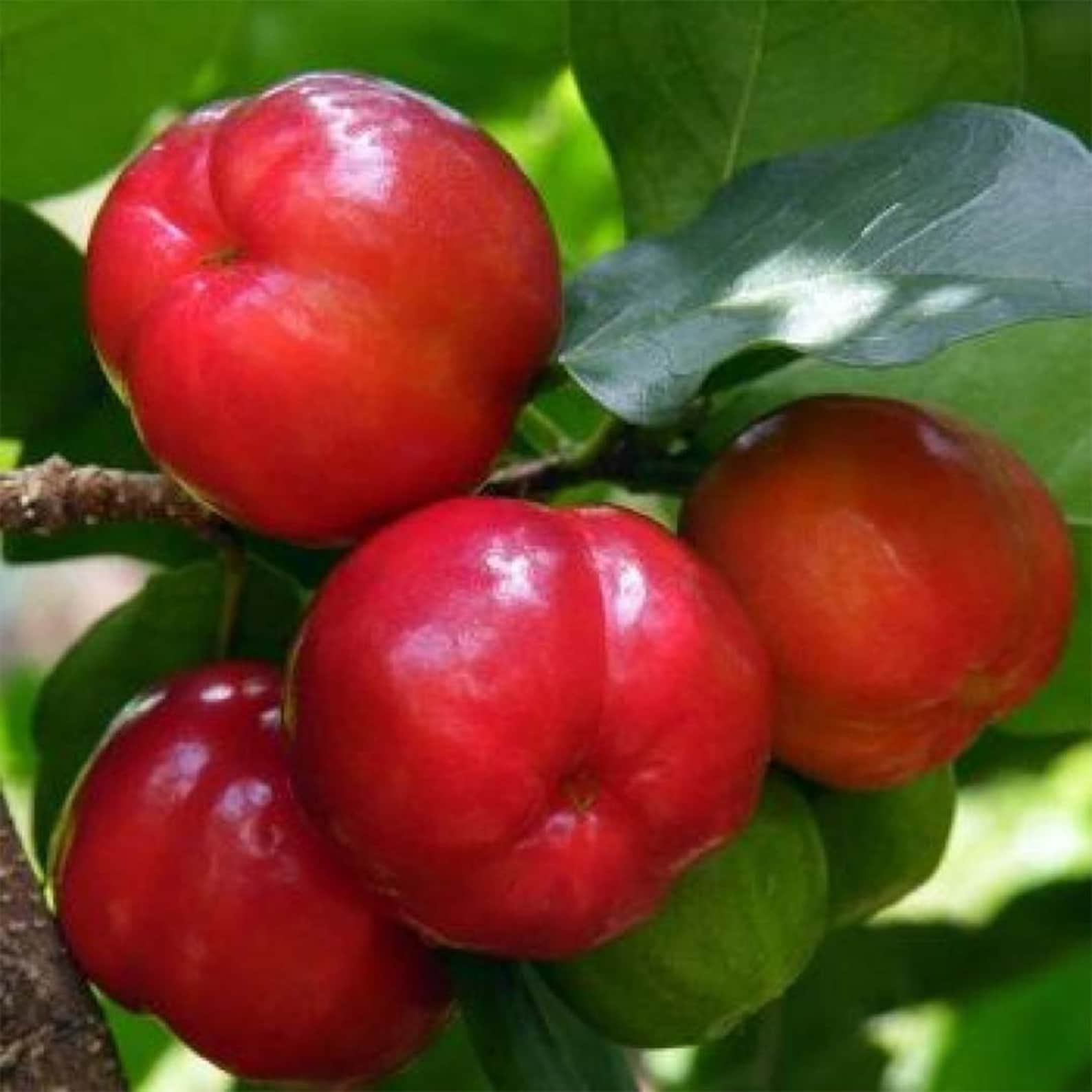 Rare Barbados Cherry Plant | Malpighia Emarginata | Live Fruit Tree ...