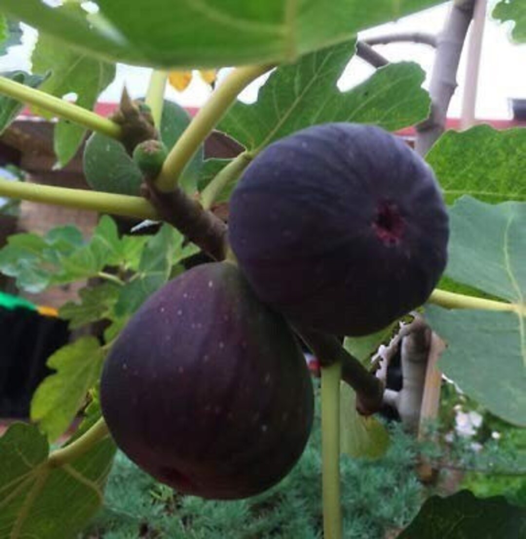 Rare Fig Tree Rooted Cuttings - Etsy 日本