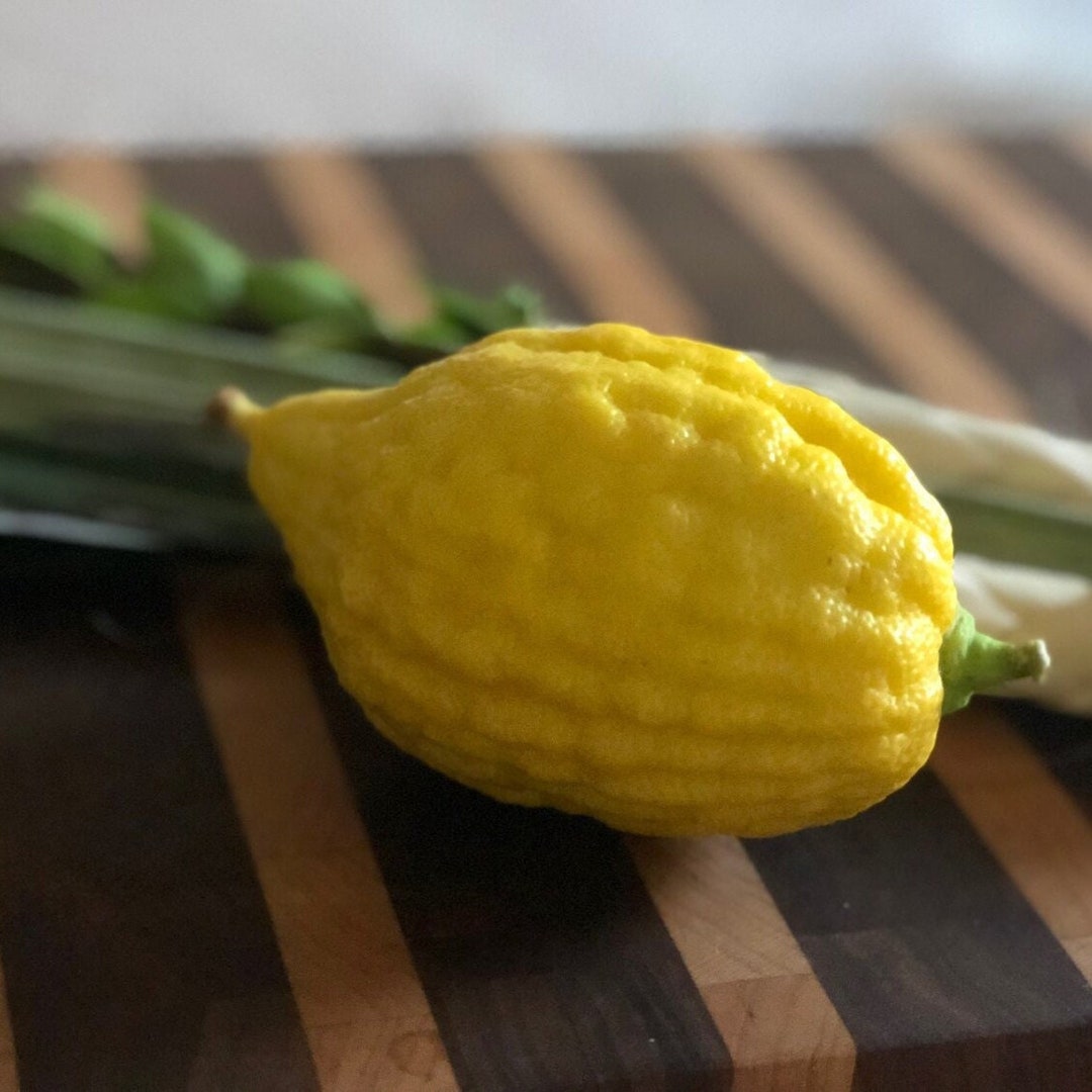 RARE Etrog Citron Fruit Live Tree Sapling | Etrog Jewish Sukkot | UK ...