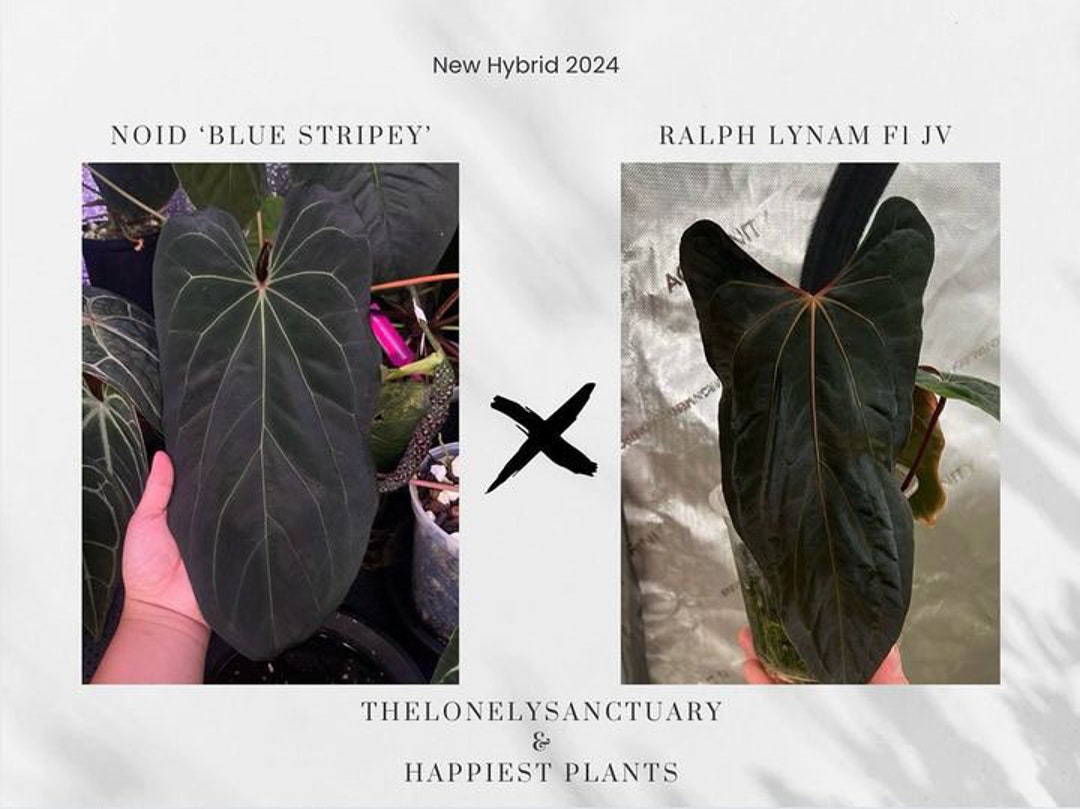 Anthurium Blue Stripey X Ralph Lynam F1 - Jay Vannini Anthuriums - Rare ...