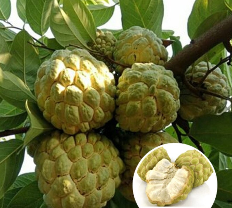 Thai Sugar Apple Sitafal Live Fruit Plant - Rare Red Custard Apple ...