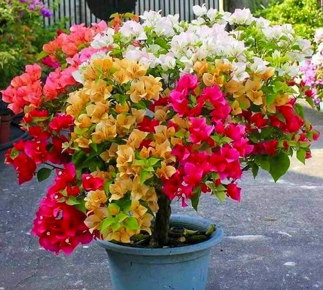 Este artículo no está disponible - Etsy