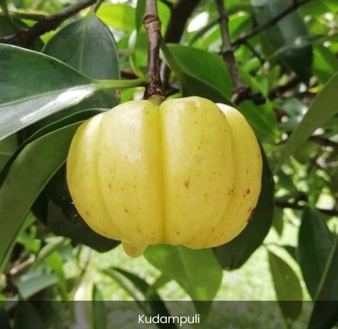 Malabar Tamarind Kudam Puli Garcinia - Etsy 日本