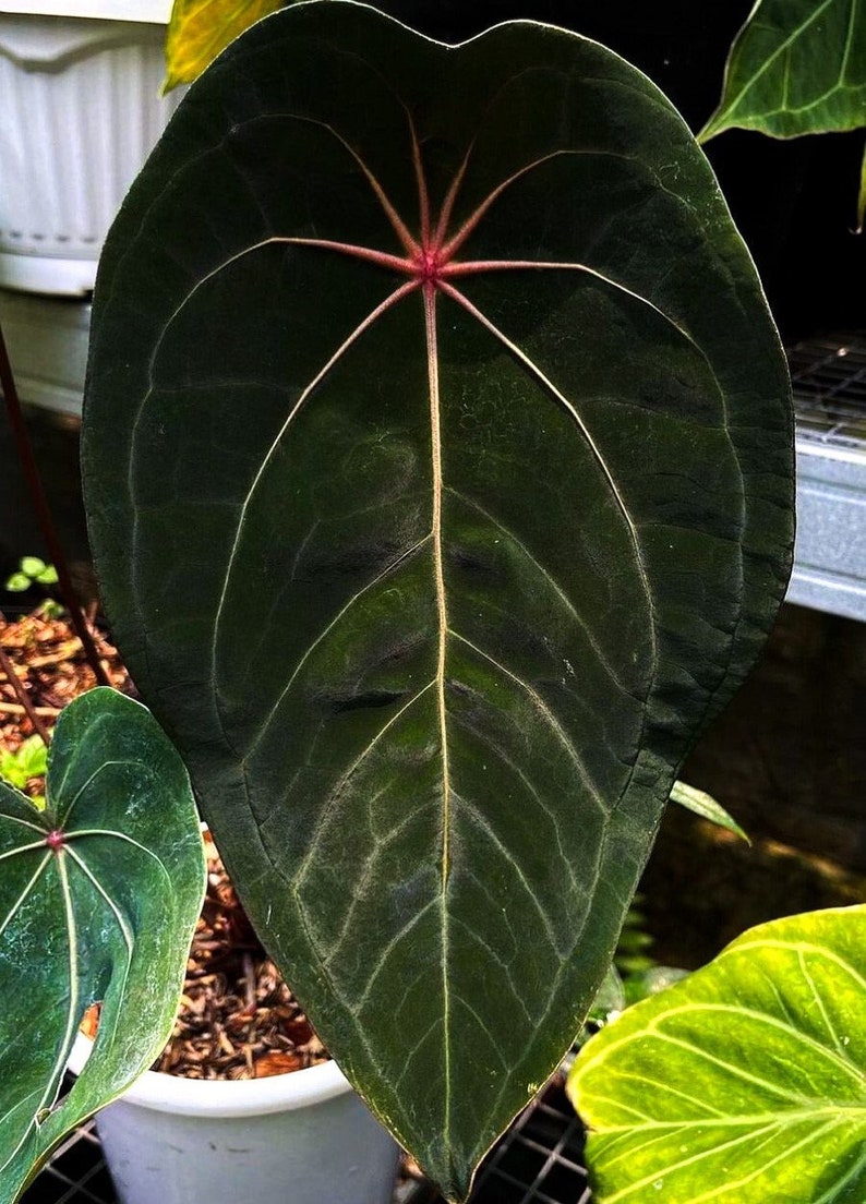 Anthurium Red Spider - Colección Anthurium rara - Anthurium Premium ...