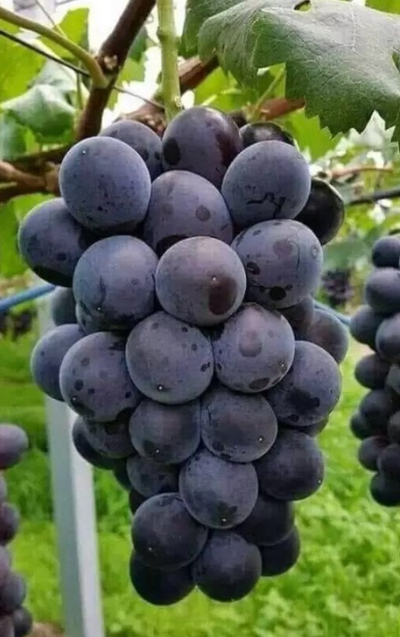 RARE Seedless Grape Live Plant Premium/luxury Grape Plant - Etsy UK