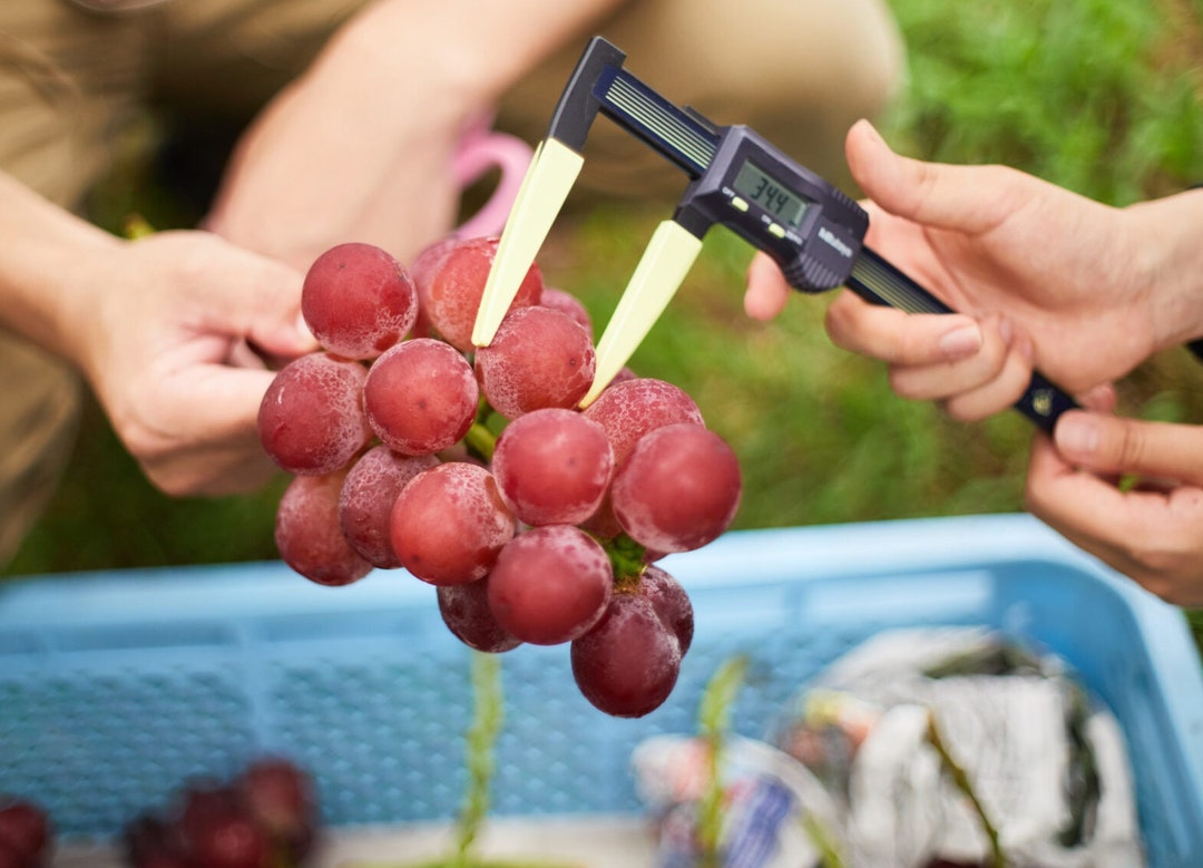 Japanese Ruby Roman Grape Plant - Grafted Premium Luxury Grape Plant ...