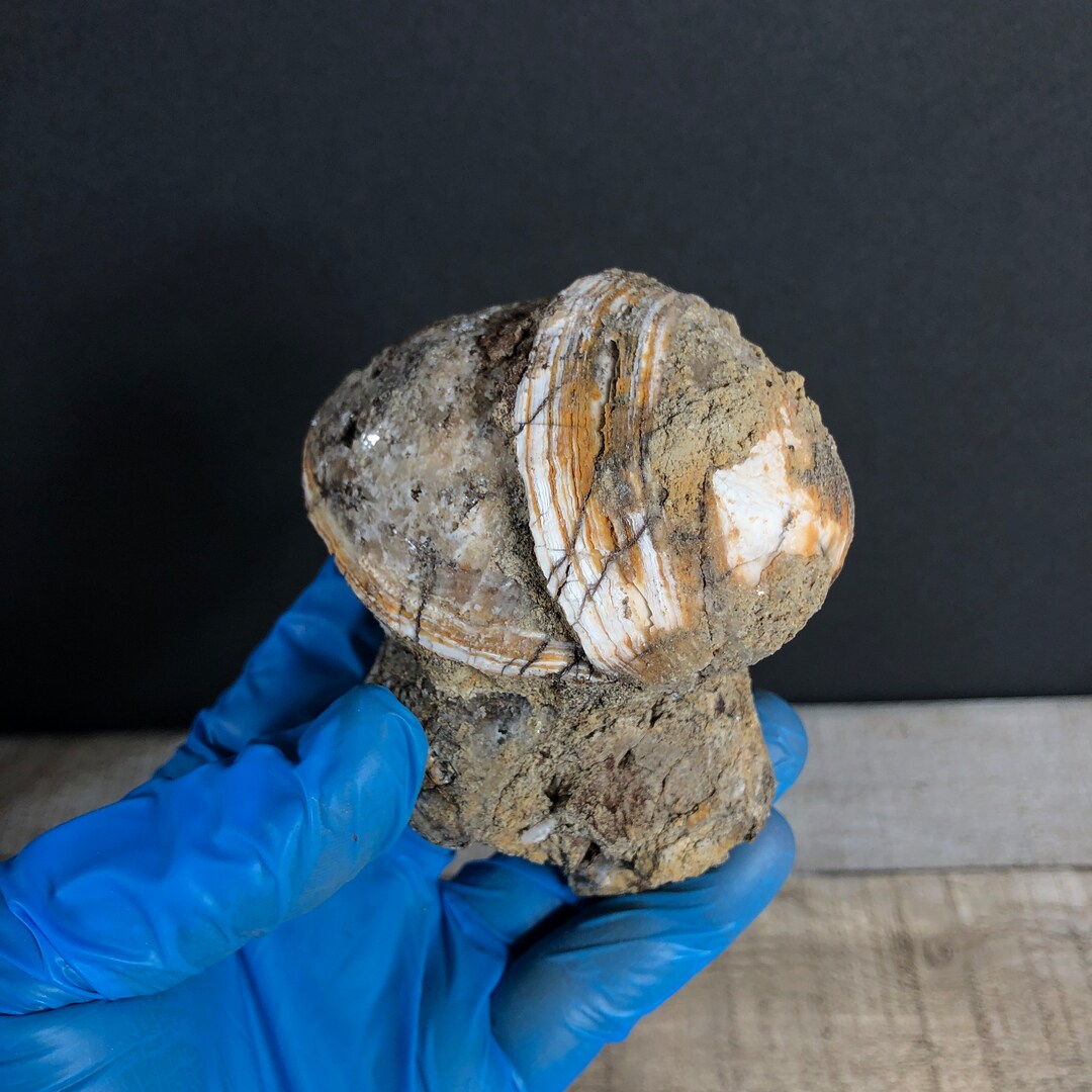 344g California Pseudocardium Cluster - Clams on Matrix - 4 Million ...