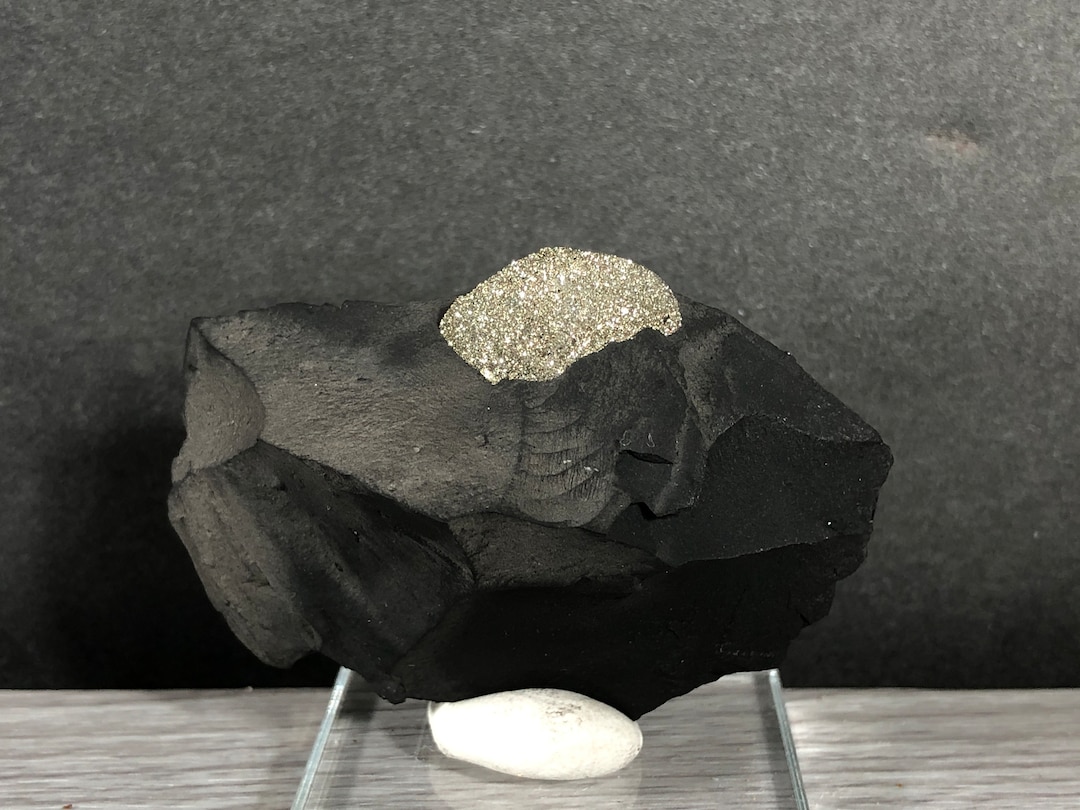 44g Sparkly Pyrite Nodule in Black Shale From Australia W Display Stand ...