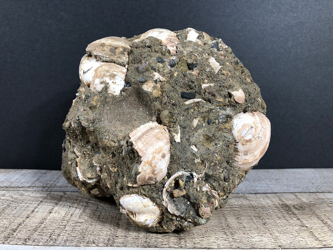 5.50lbs California Pseudocardium Cluster - Clams on Matrix 4 Million ...