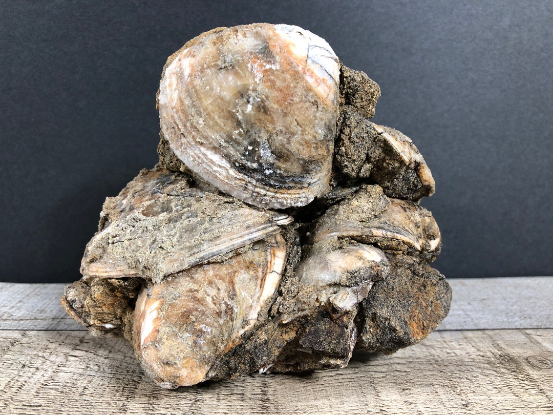 2.65lbs California Pseudocardium Cluster - Clams on Matrix 4 Million ...