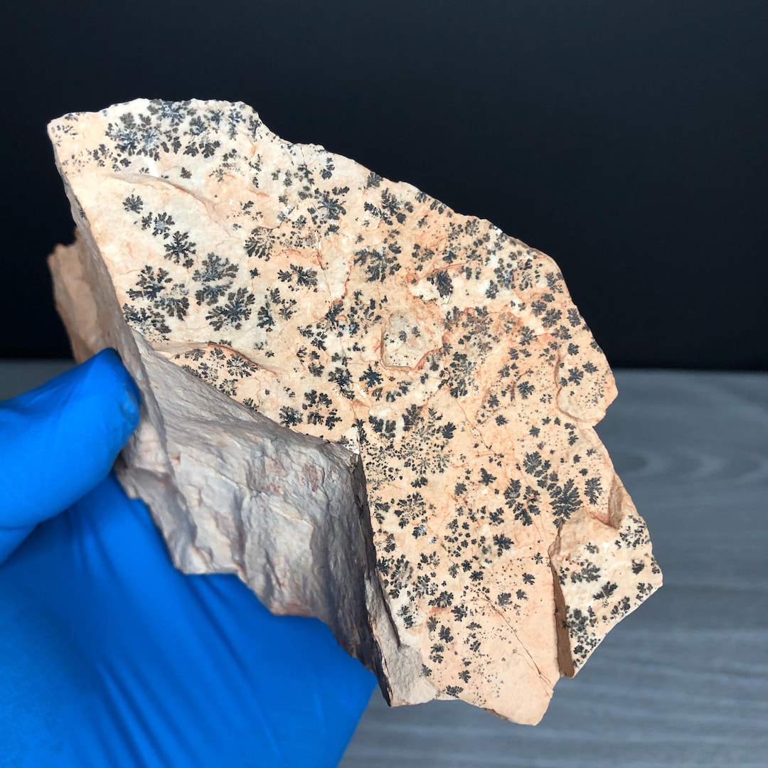 1.21lbs Colorado Dendritic Limestone Natural Specimen Rock Stone ...