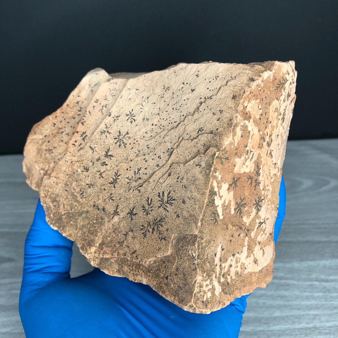 2.30lbs Colorado Dendritic Limestone Specimen Natural Rock Stone ...