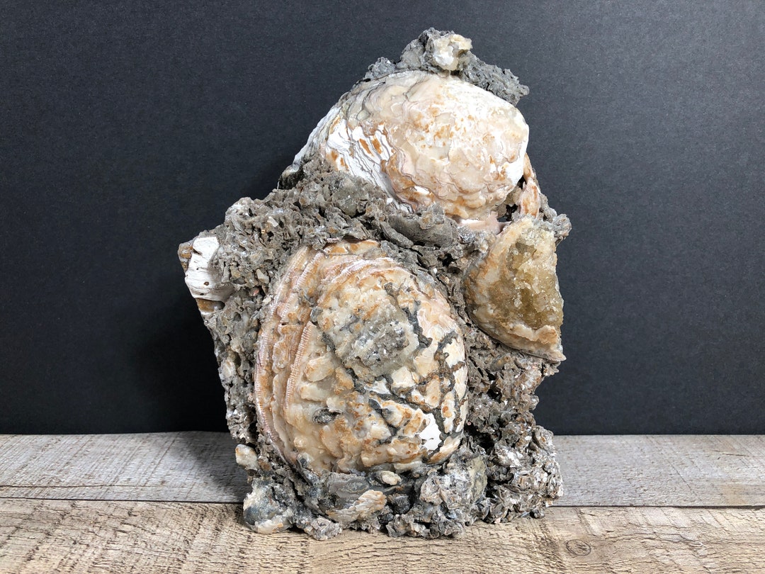3.01lbs Florida Calcite Clams on Matrix Natural Real Shell Cluster ...