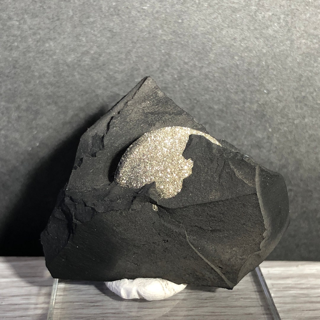 41g Sparkly Pyrite Nodule in Black Shale From Australia W Display Stand ...