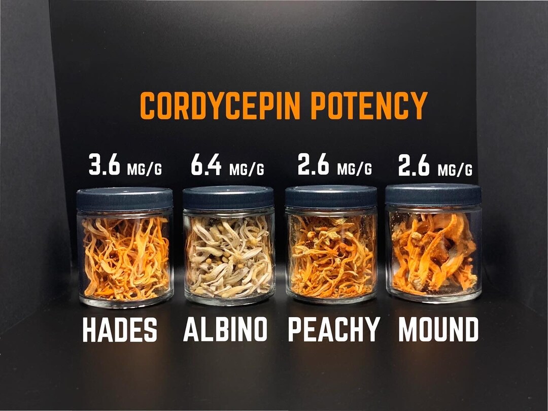 Dry American Cordyceps-7 Grams - Etsy