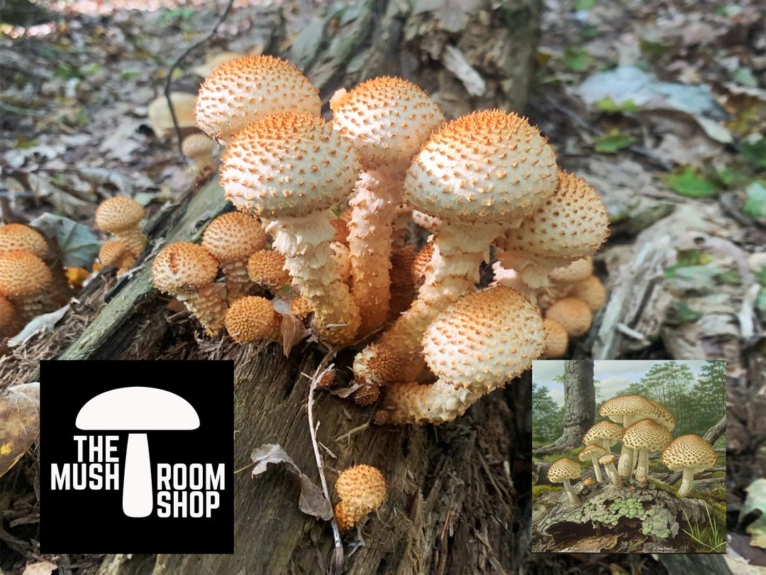 Sharp Scaly-cap Agar Plate - Etsy